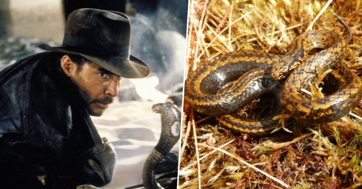 Harrison Ford has the best ever reaction to finding out a snake has ...