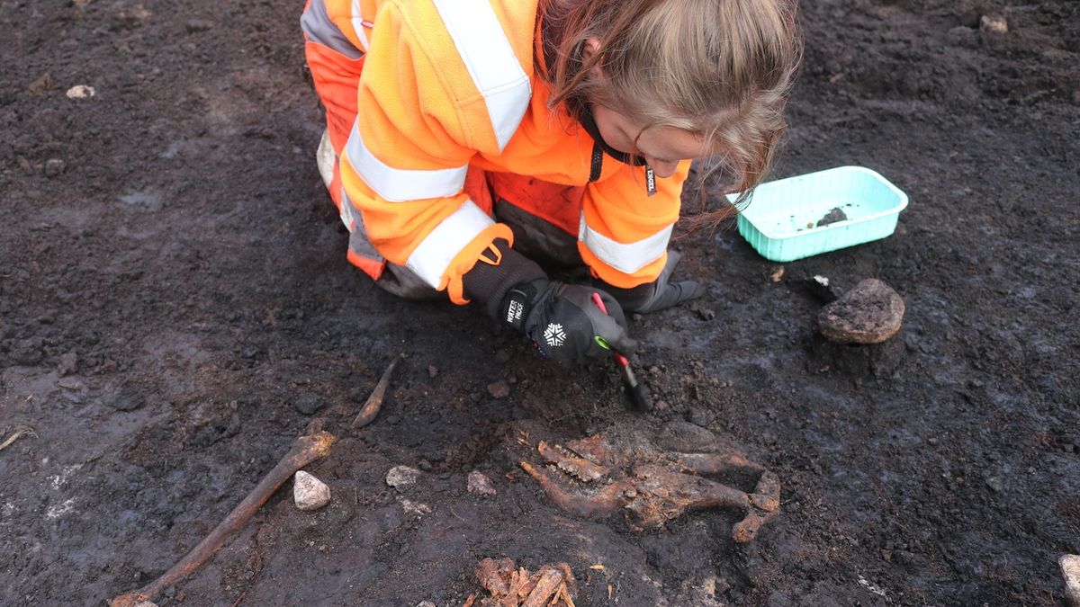5,000-year-old 'bog body' found in Denmark may be a human sacrifice ...