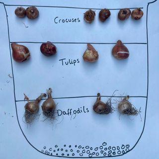 How I made a bulb lasagne in a pot for endless spring colour | Ideal Home