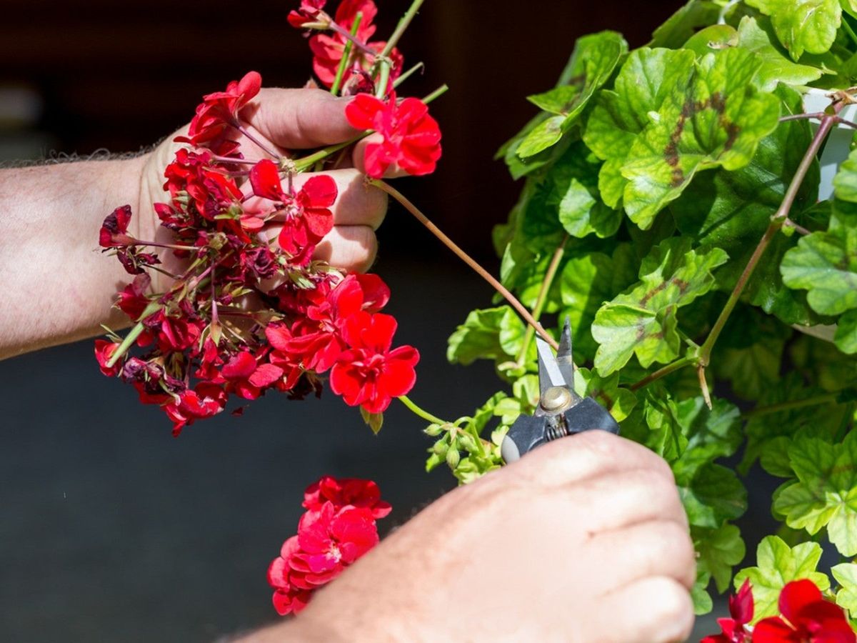 How To Deadhead Geraniums For More Blooms | Gardening Know How