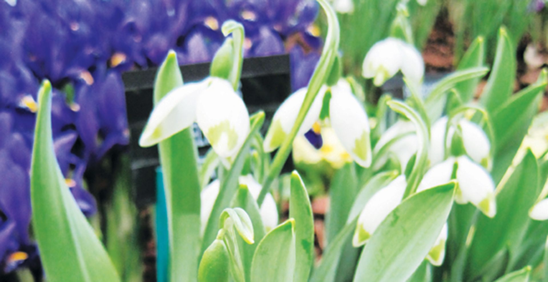 What to do with snowdrops after flowering: an expert guide | Woman & Home