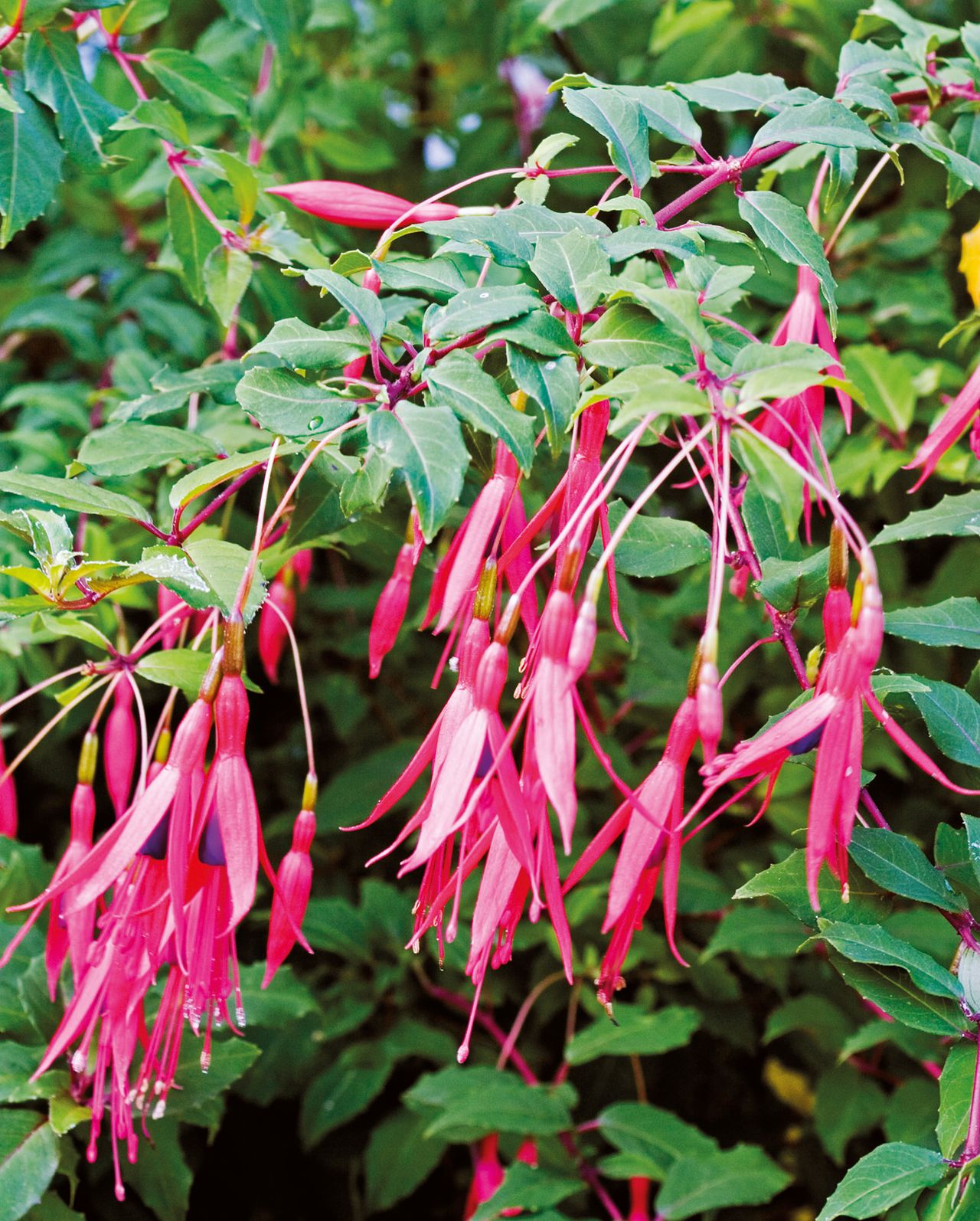 How to overwinter fuchsias: expert advice for all varieties | Homes and ...