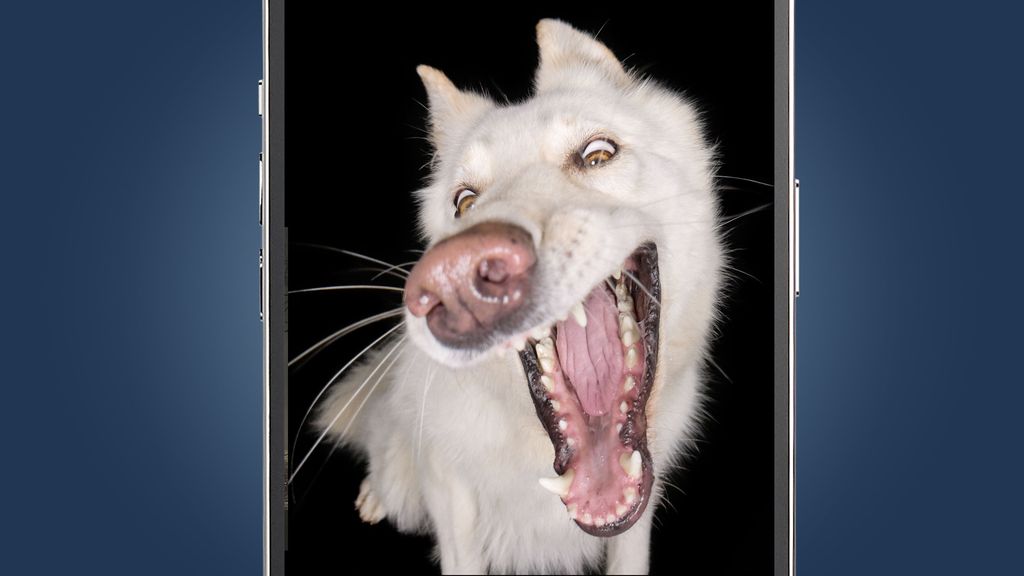 How to take amazing pet and dog photos with your phone (according to ...