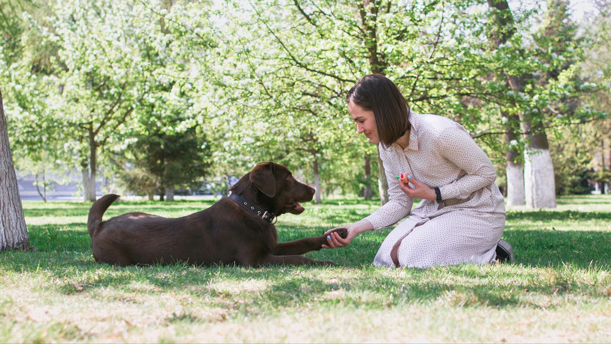 Struggling with training your dog? Here's three common mistakes you ...