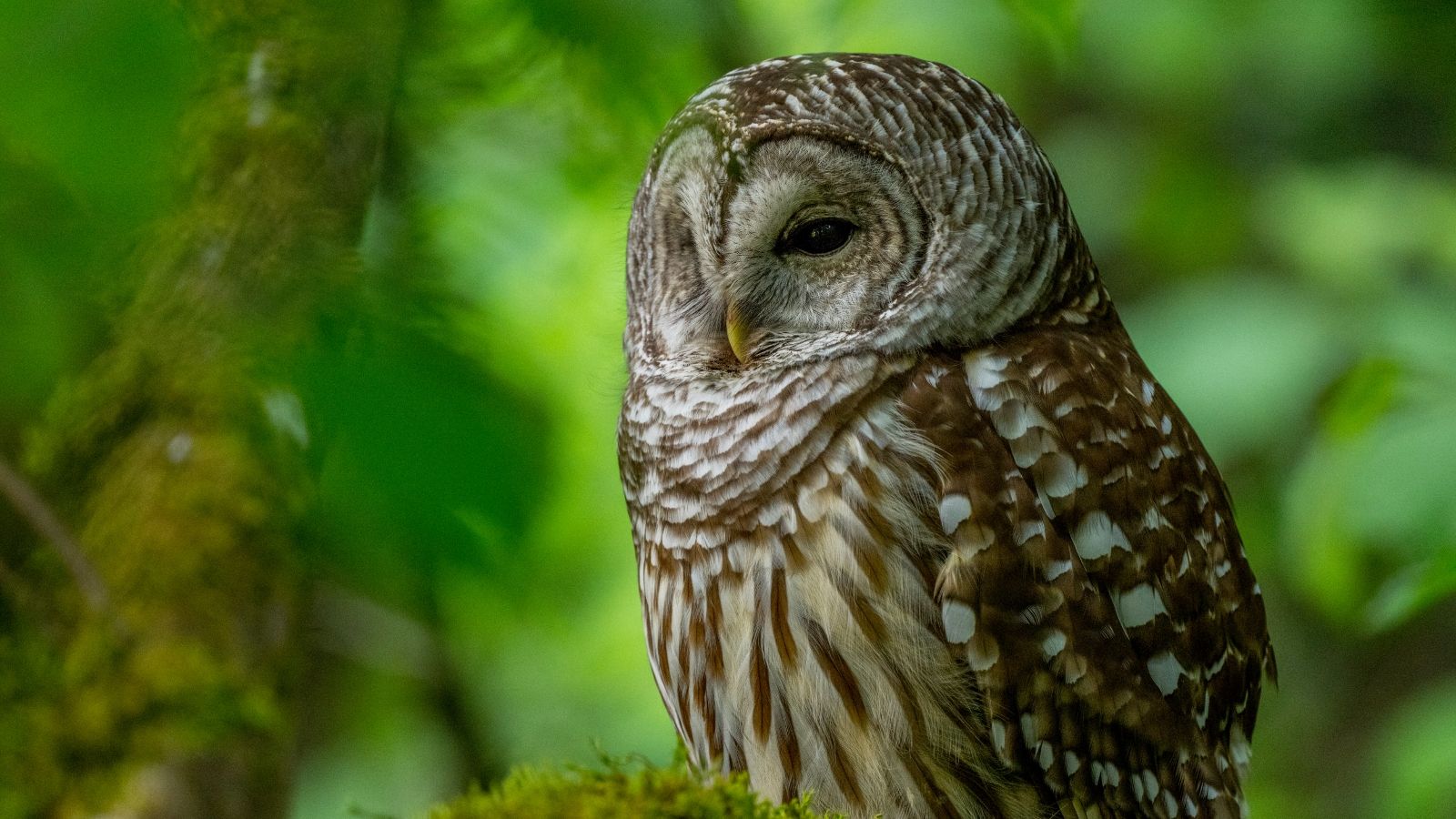 Nearly half a million 'invasive' owls, including their hybrid offspring ...