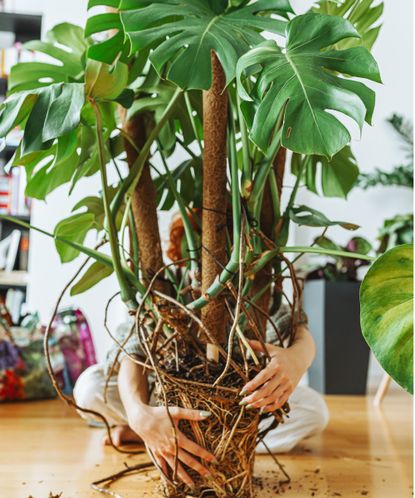 Do monsteras like being root-bound? Expert tips | Homes and Gardens