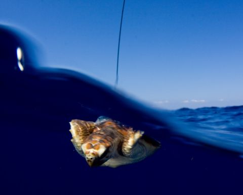 In Photos: Tagging Baby Sea Turtles | Live Science