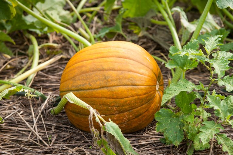 How to tell if your pumpkins are ready to pick, from experts | Livingetc