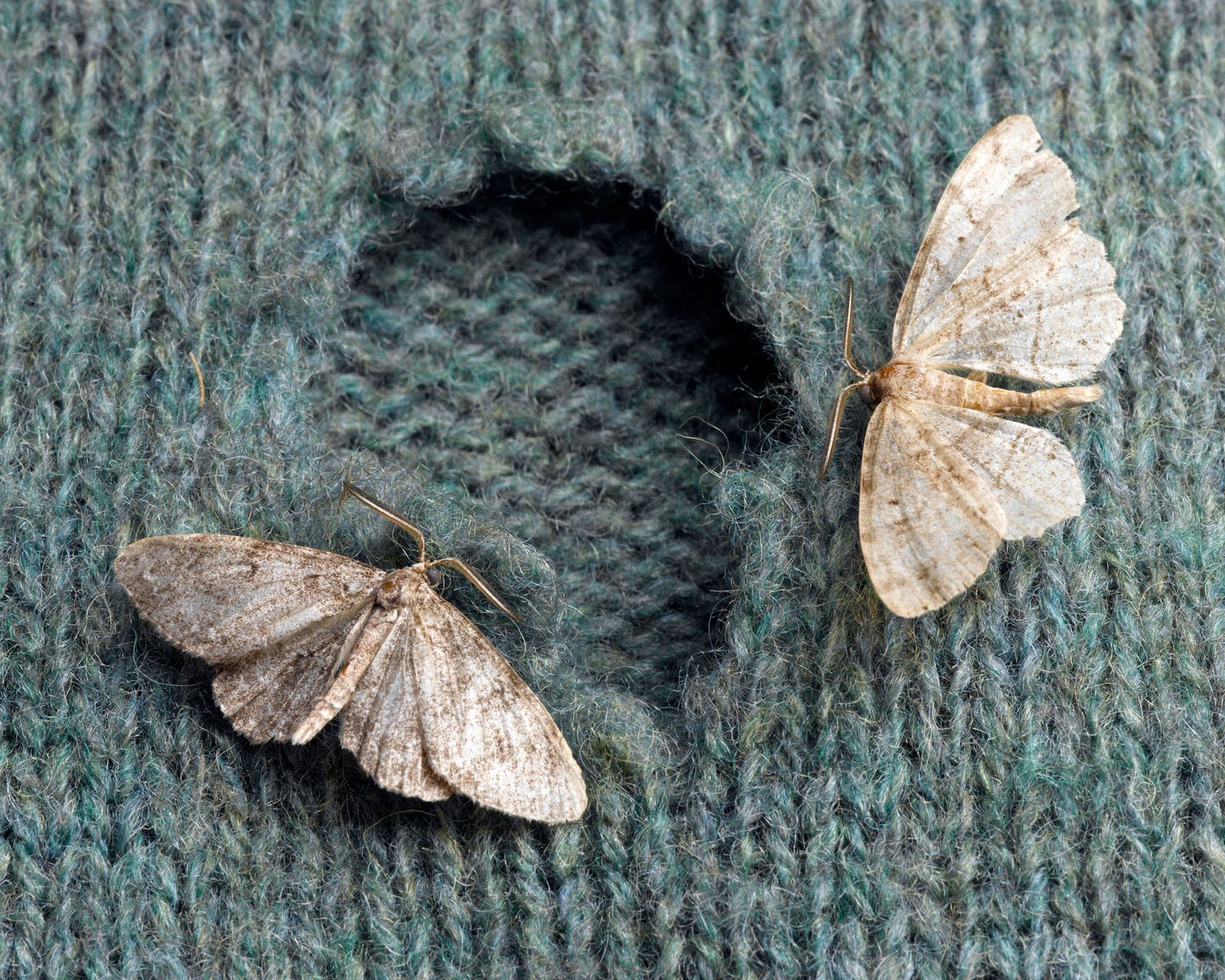 How to get rid of moths naturally | Real Homes