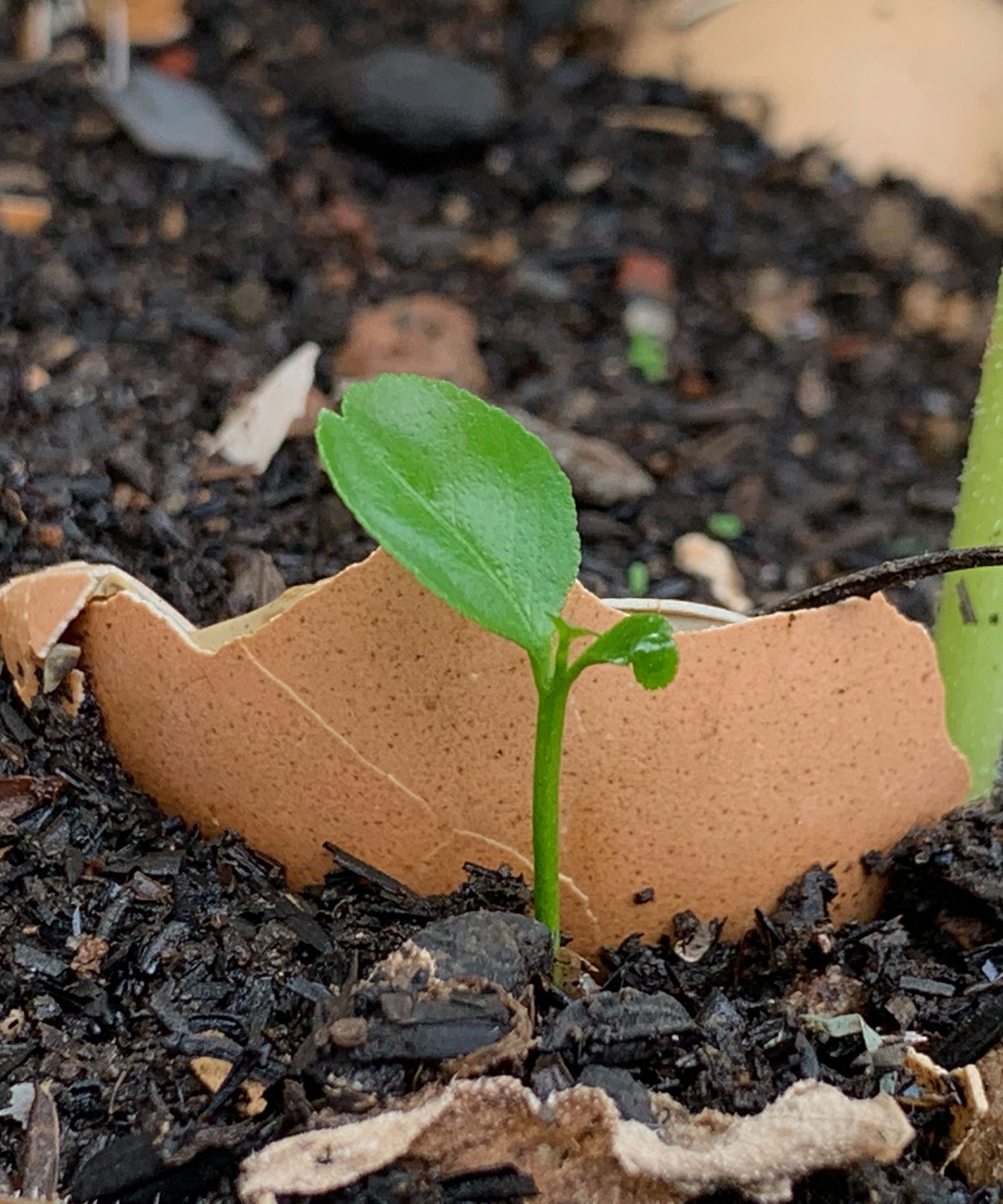 Using eggs in the garden – 5 expert tips | Homes and Gardens