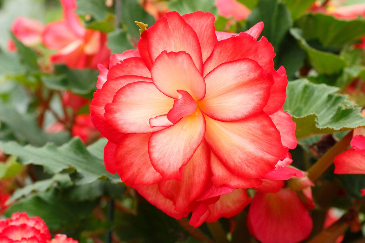 How to overwinter begonias: with advice from the experts | Homes and ...
