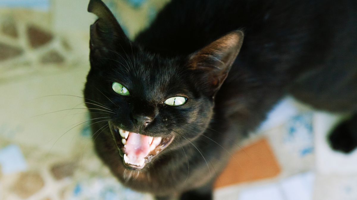 32 of the sweetest ways cats show affection | PetsRadar