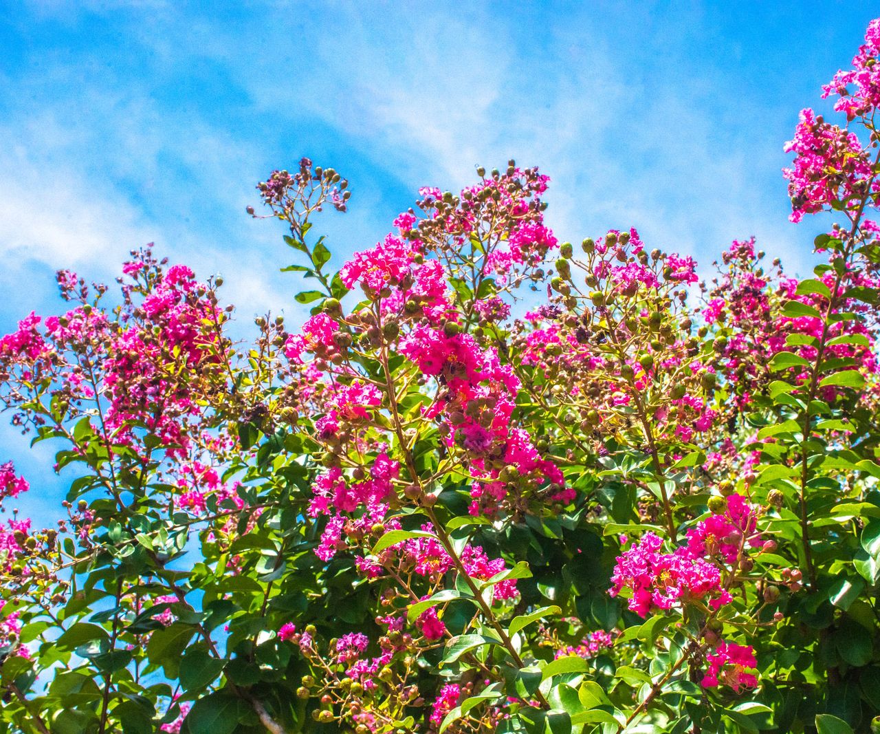How to propagate crepe myrtle plants: with expert advice | Homes and ...