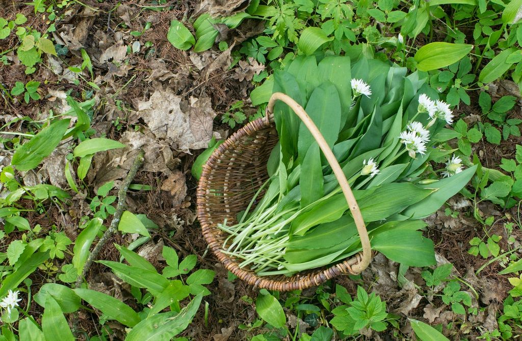 Wild Wood Garlic Care – How To Grow Ramsons In The Garden | Gardening ...