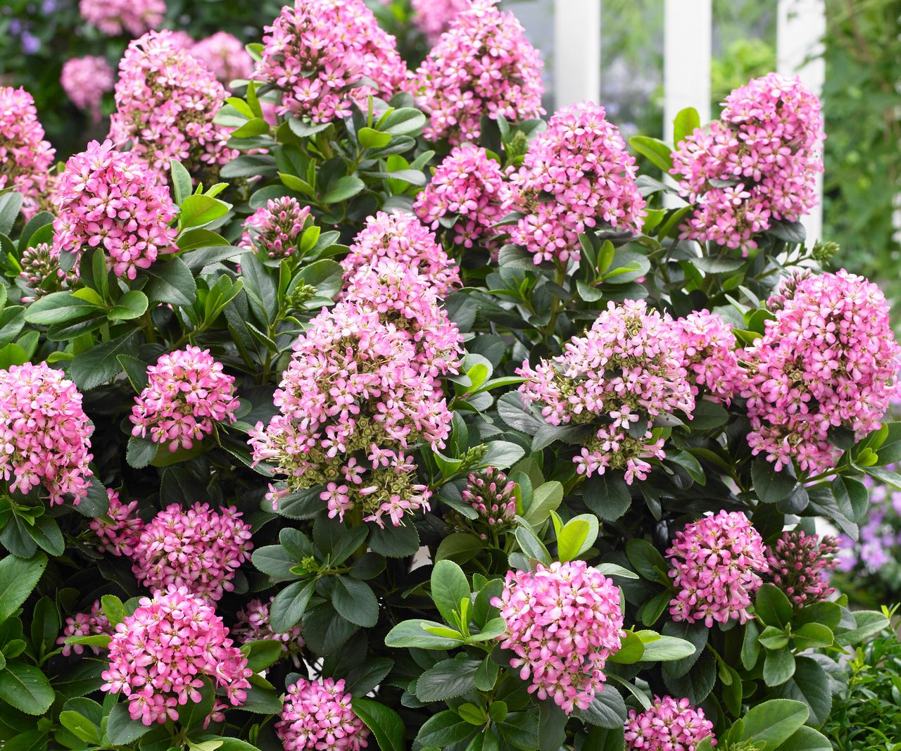 Escallonia Pink Elle Verliert Bltter