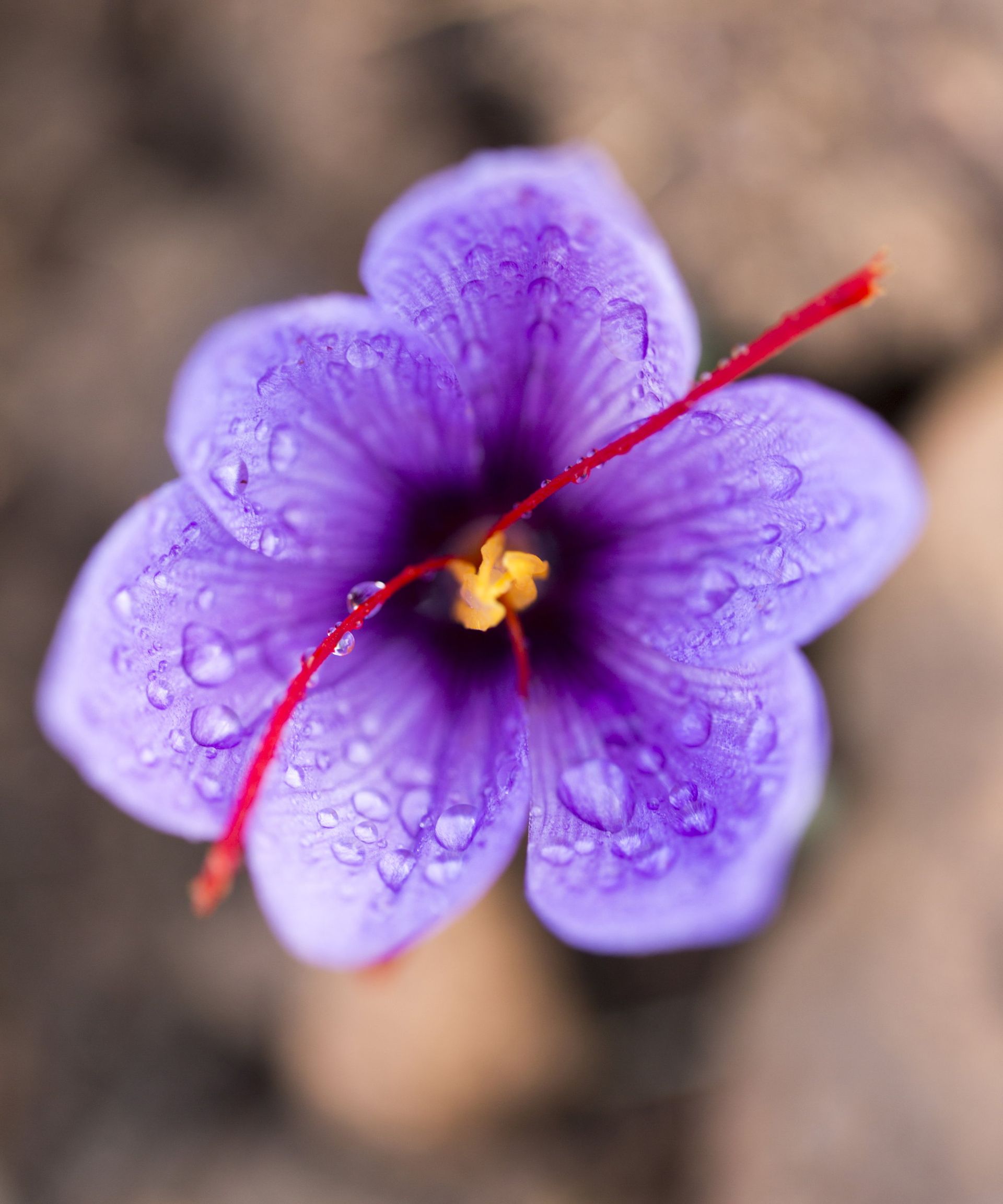 How to grow saffron in pots - an expert growing guide | Homes and Gardens