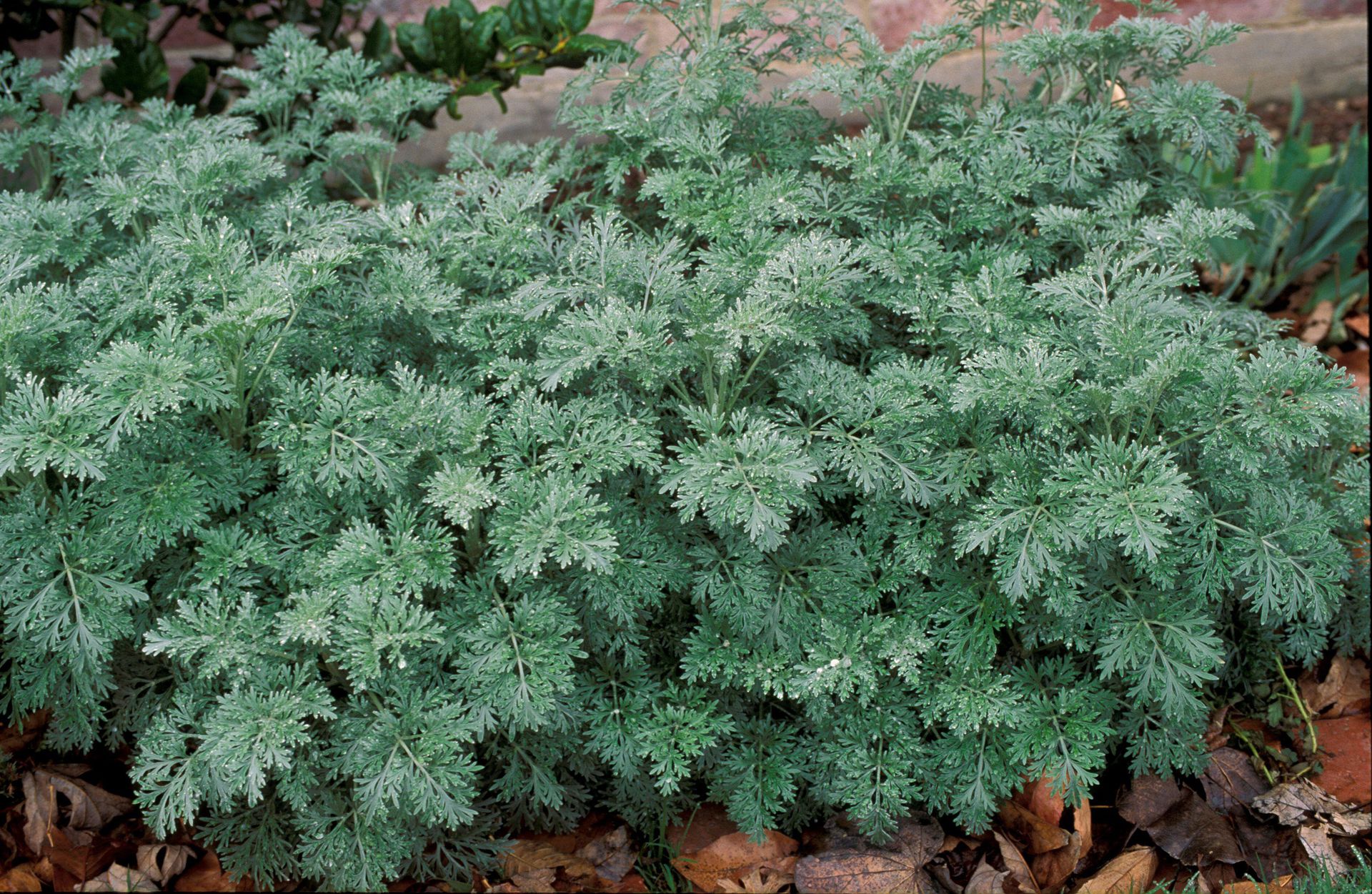10 evergreen perennials you need in your garden now | Gardeningetc