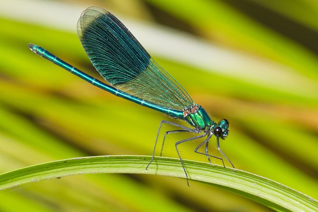 7 Most Misleading Animal Names | Live Science