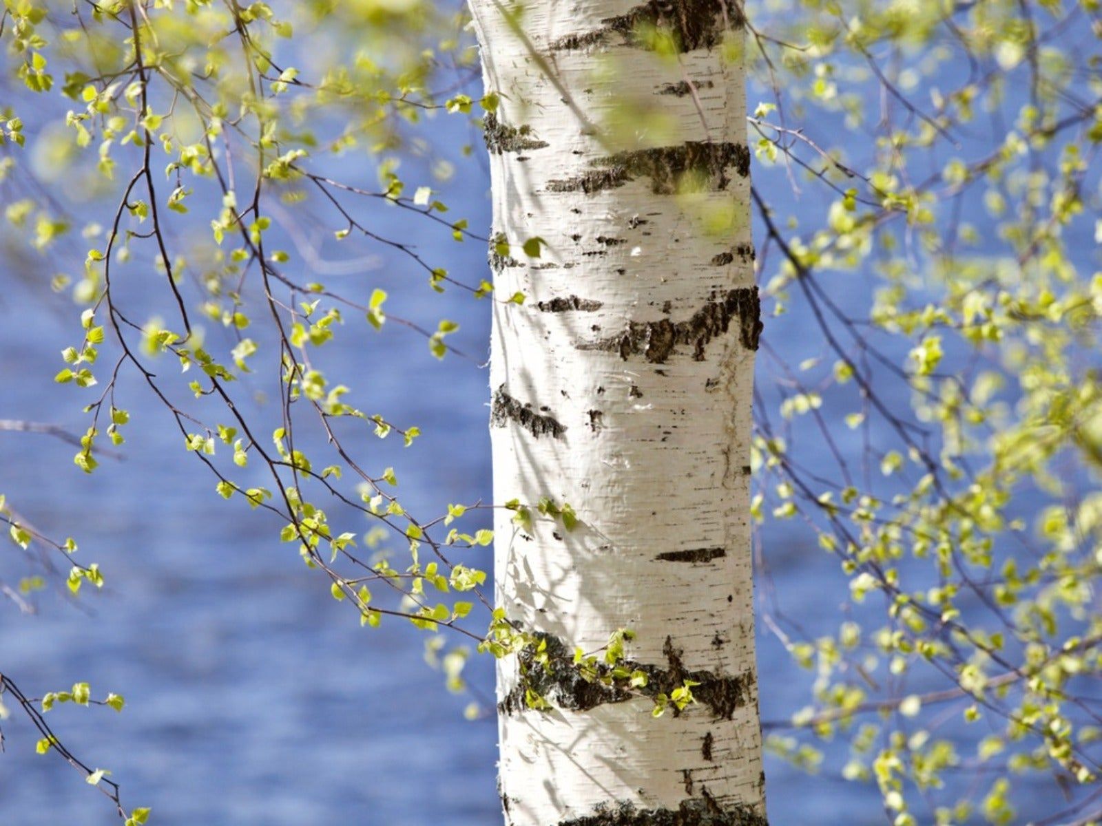 Benefits Of Planting Native Trees In Your Yard | Gardening Know How