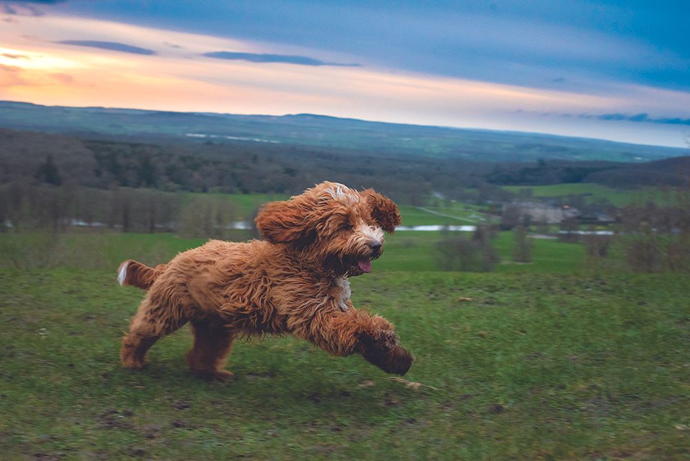 Dog photography: how to shoot action shots of running dogs | Digital ...