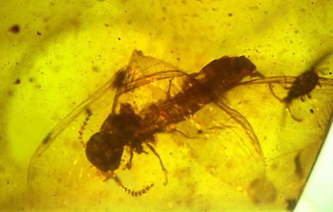 Articles by Robert Goodier | Live Science