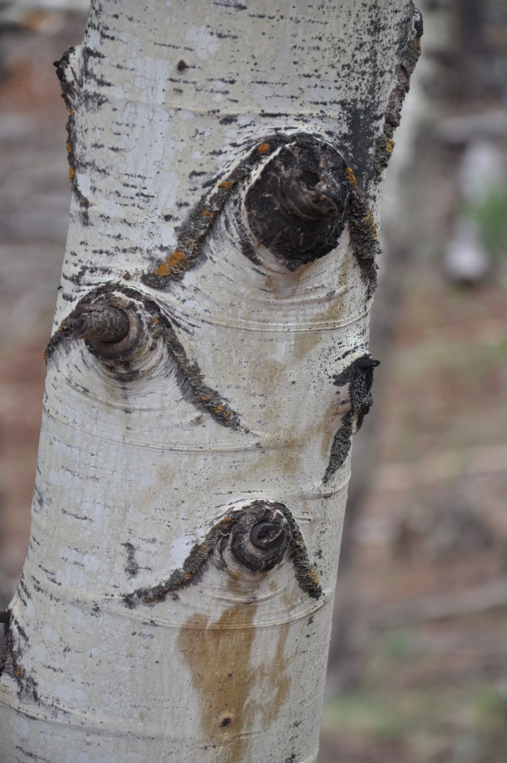 Quaking Aspen: Trees of the Mountain West | Live Science