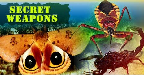 Secret Weapons | Live Science