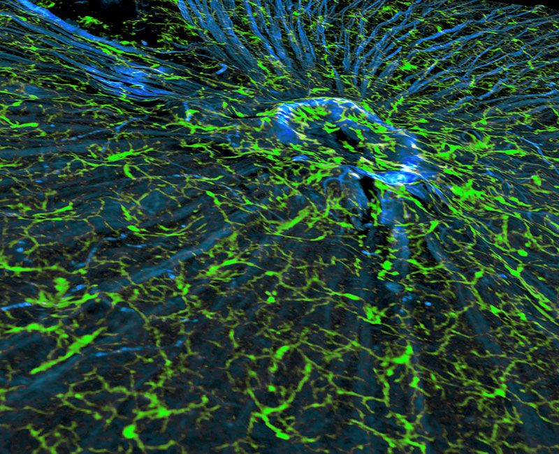 Gallery: The Art in Biomedical Research | Live Science