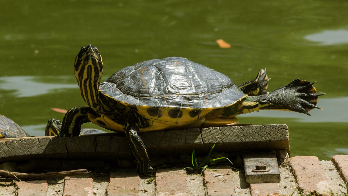 32 fun facts about pet turtles | PetsRadar