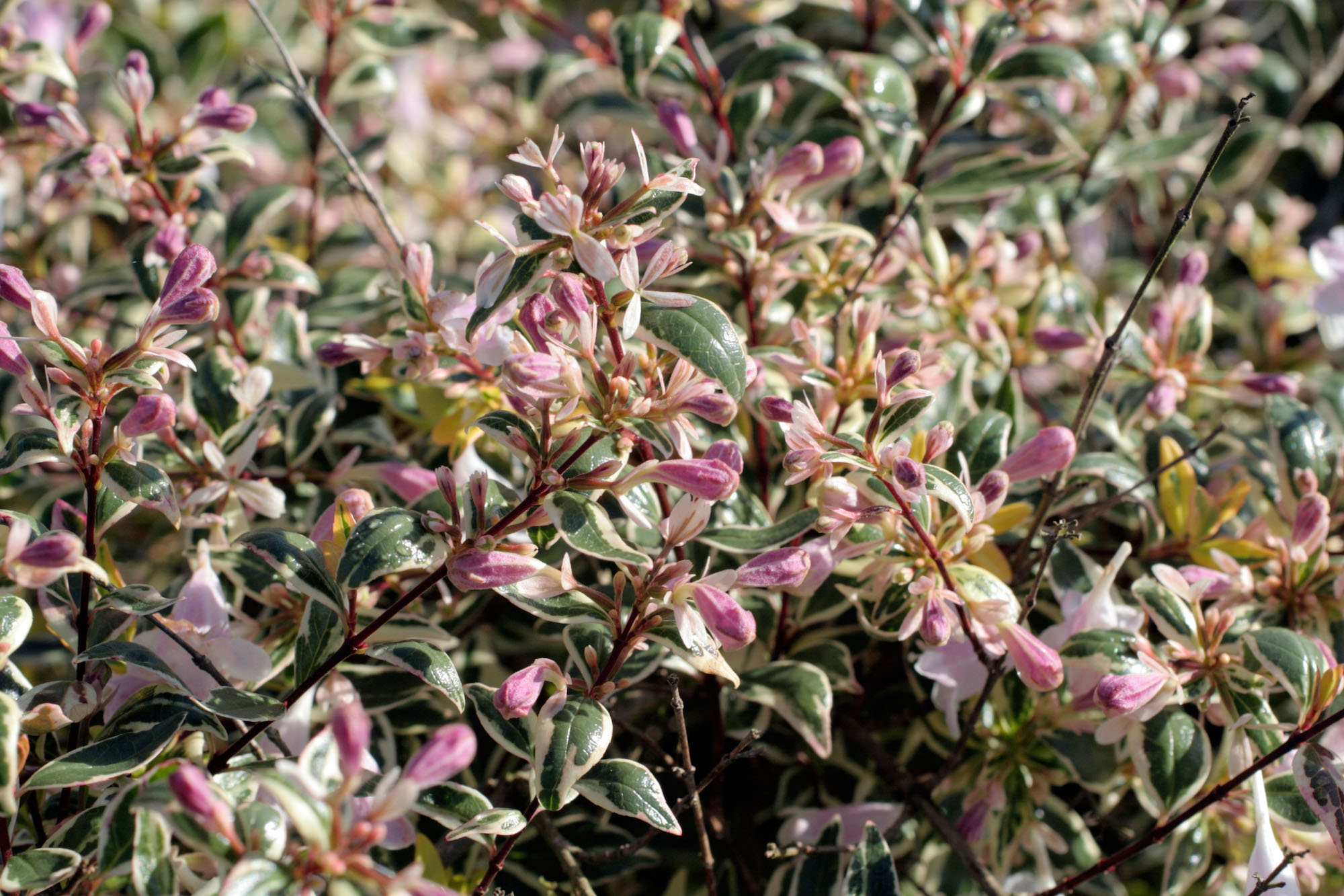 Plants for fall color: 5 top picks for your borders