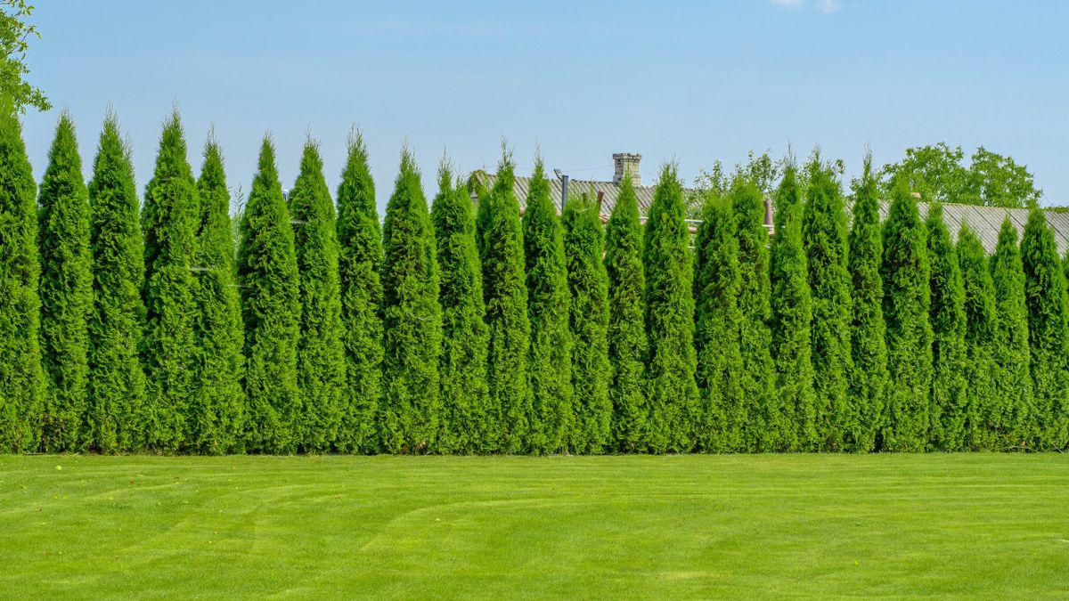 7 best trees and shrubs to soundproof your yard | Tom's Guide