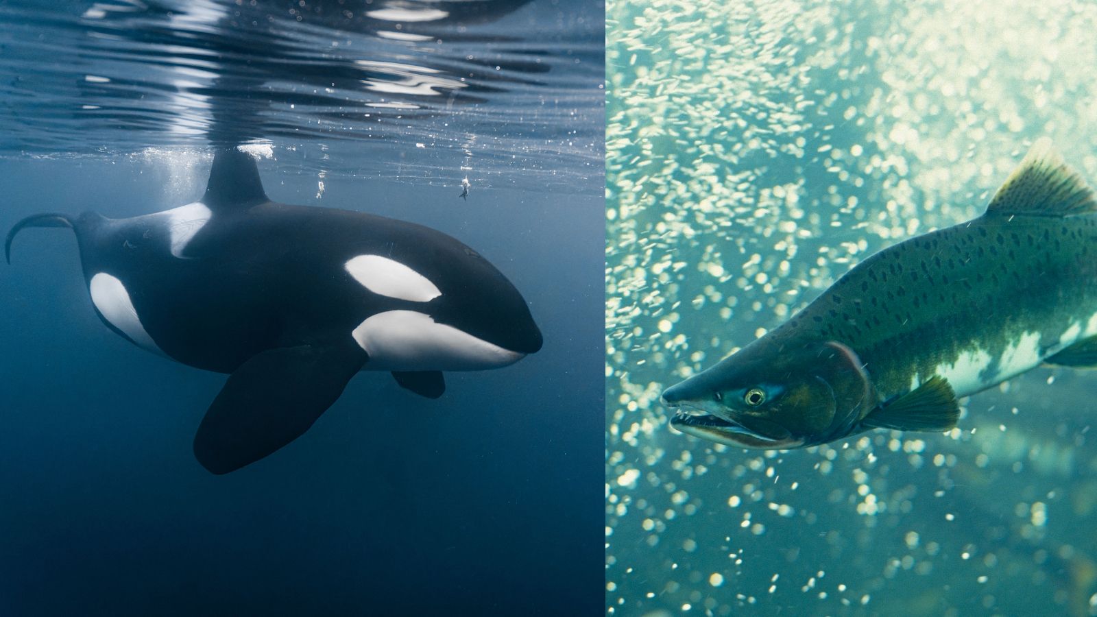 Orcas start wearing dead salmon hats again after ditching the trend for ...