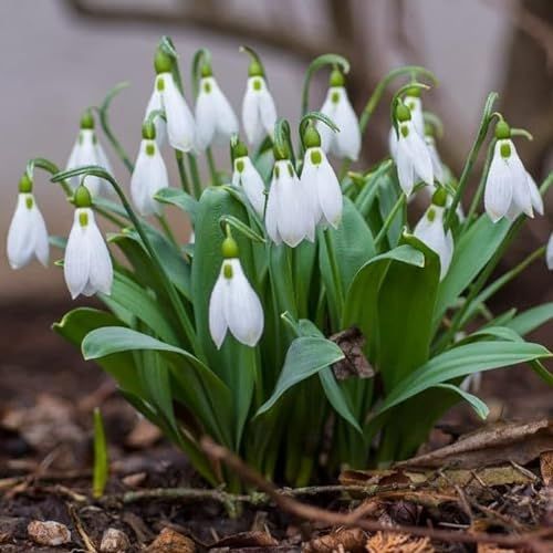 When to plant snowdrop bulbs: for brilliant white flowers | Homes and ...