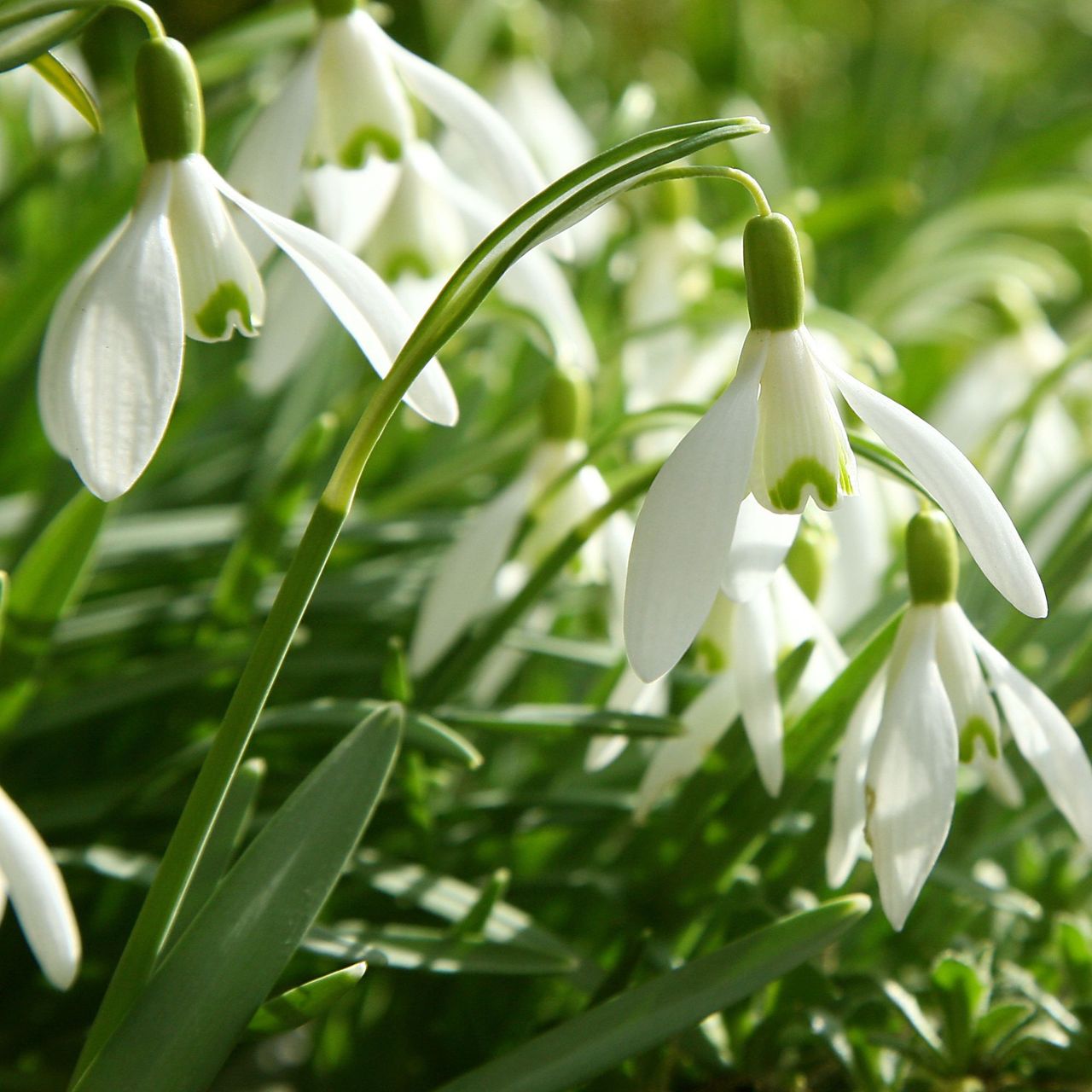 Where is the best place to plant snowdrops? A complete guide | Ideal Home