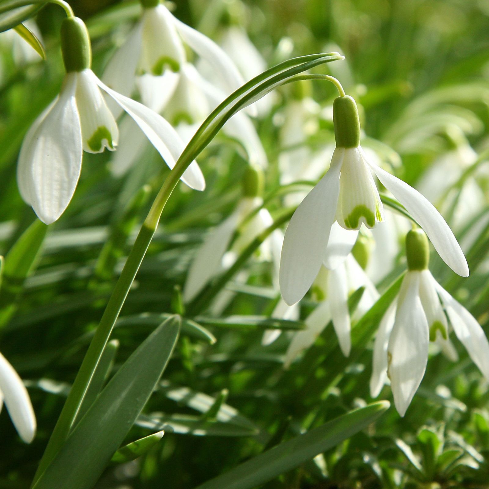 Where is the best place to plant snowdrops? A complete guide | Ideal Home