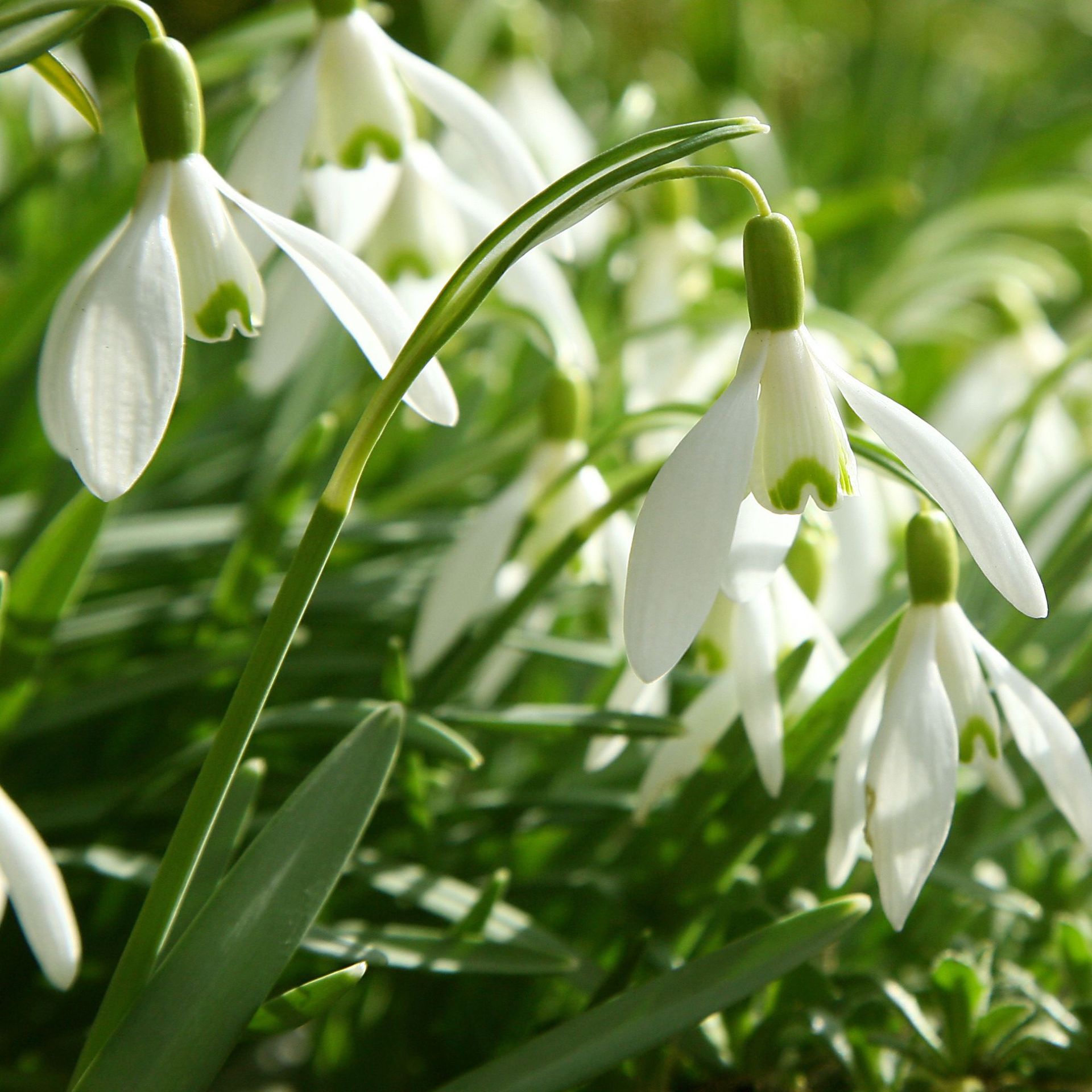 Where is the best place to plant snowdrops? A complete guide | Ideal Home