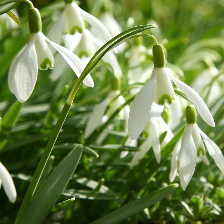 Where is the best place to plant snowdrops? A complete guide | Ideal Home