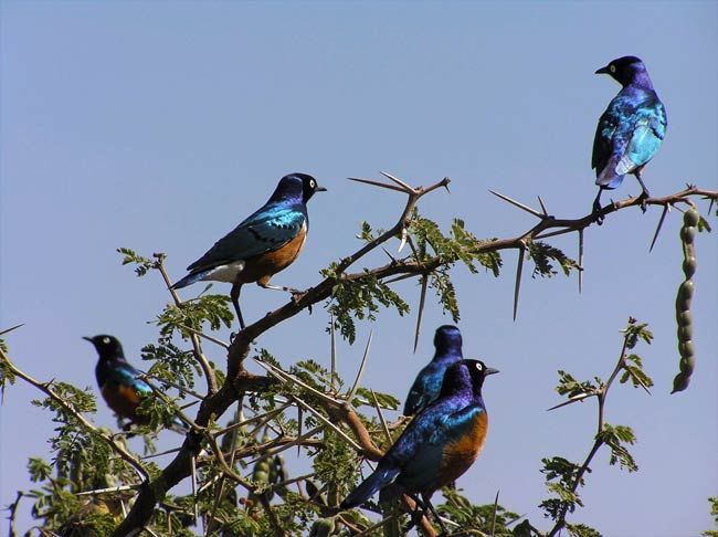 In Some Bird Species, Even Females Are Pretty | Live Science