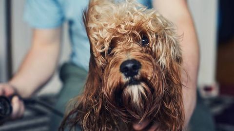 Dog coat types and how to care for each | PetsRadar