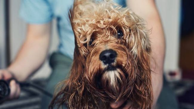 Dog coat types and how to care for each | PetsRadar