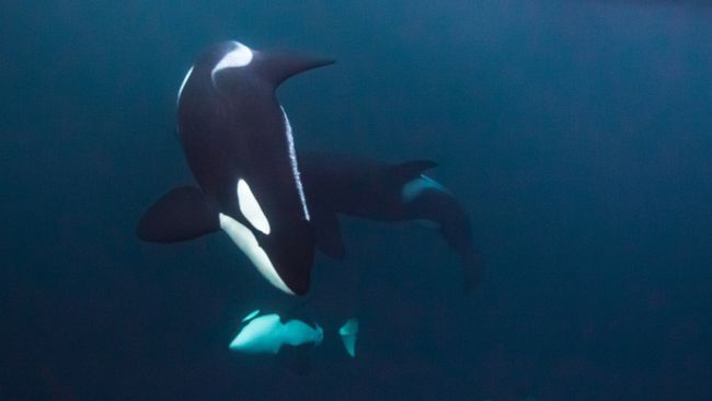 11 ways orcas show their terrifying intelligence | Live Science