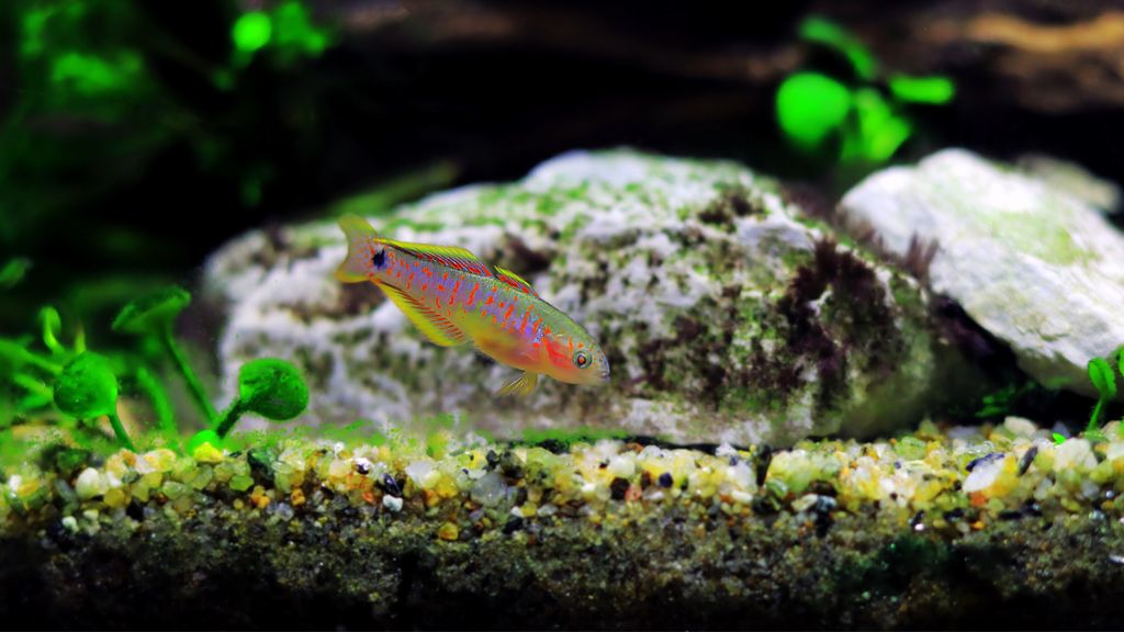 Types of freshwater fish for pets you can keep at home | PetsRadar