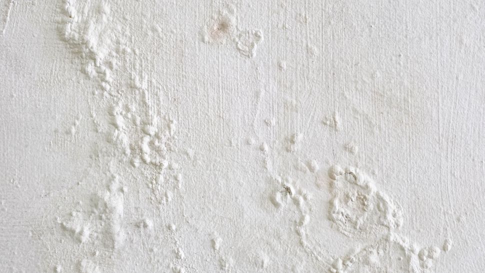 7 telltale signs you have termites in your home | Tom's Guide