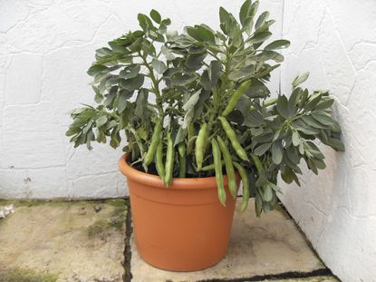 5 vegetables that are perfect for growing in pots or containers ...