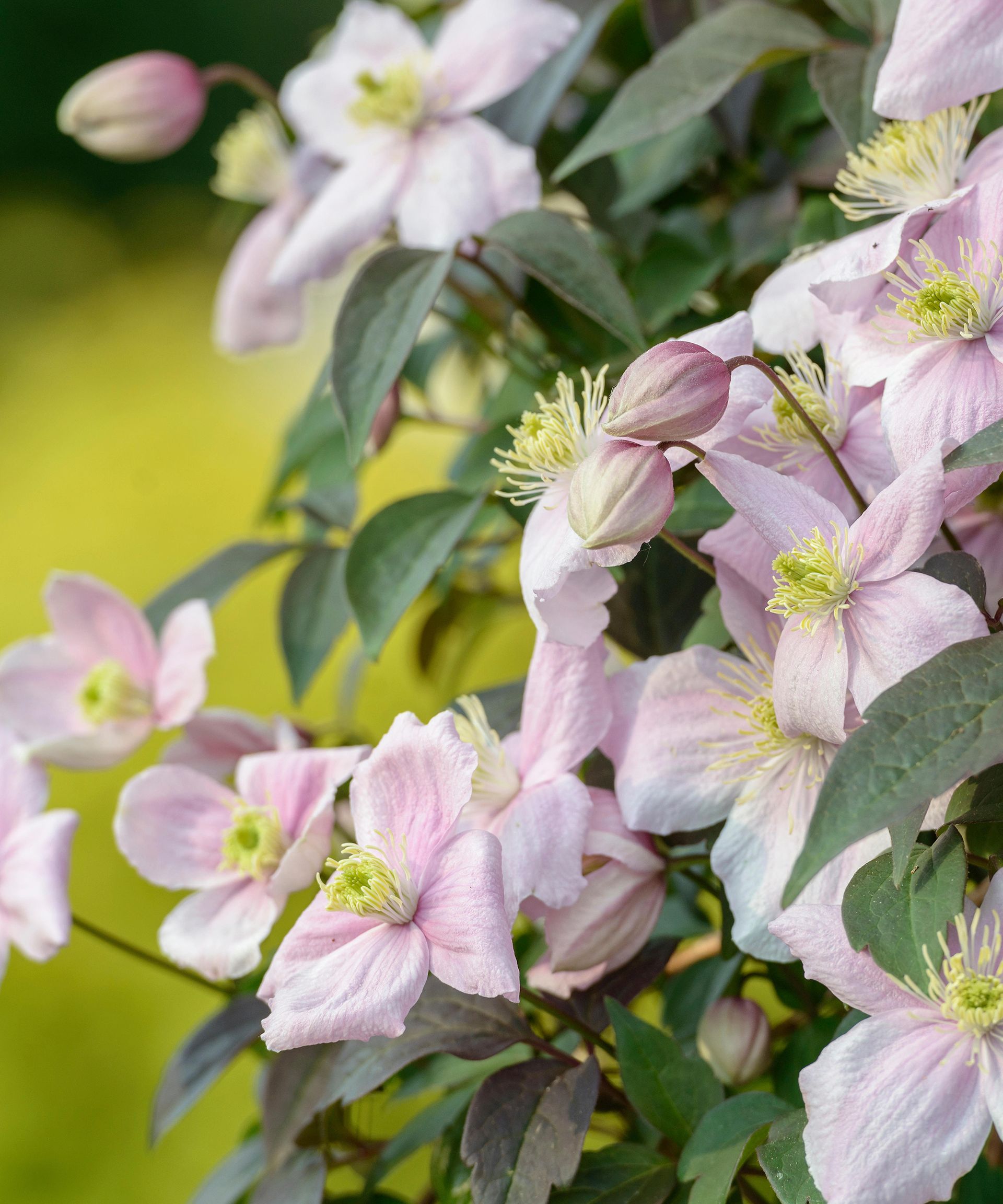 Plants for covering walls: 12 ways to conceal boundaries | Gardeningetc