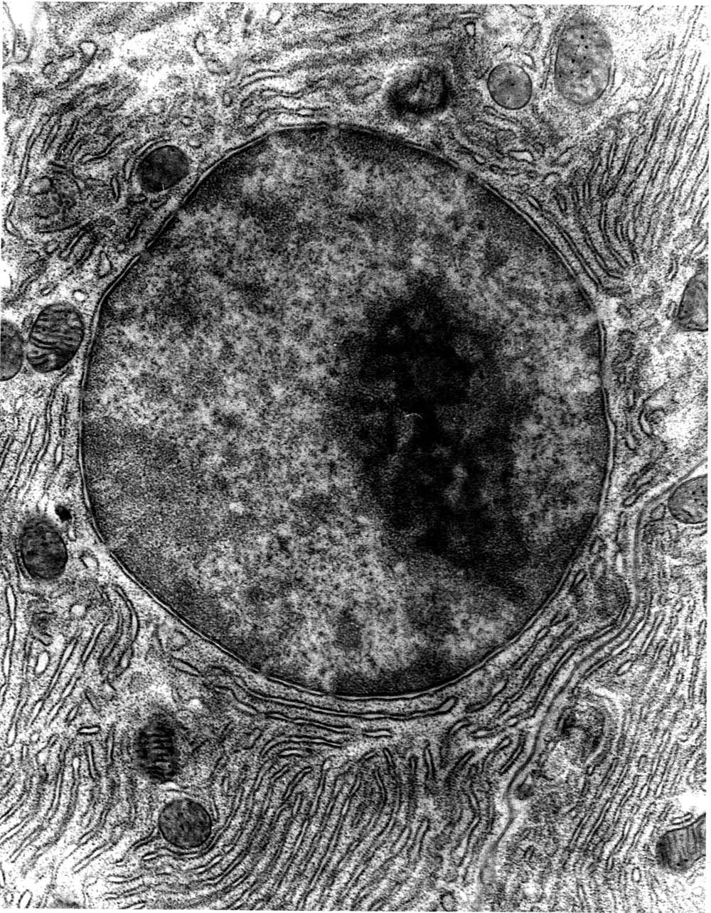 The Amazing World Inside a Human Cell | Live Science