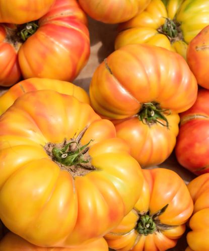 Tasty Orange Tomatoes To Add To Your Vegetable Garden | Gardening Know How