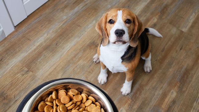 What's in kibble and why do animals find it so tasty? | PetsRadar