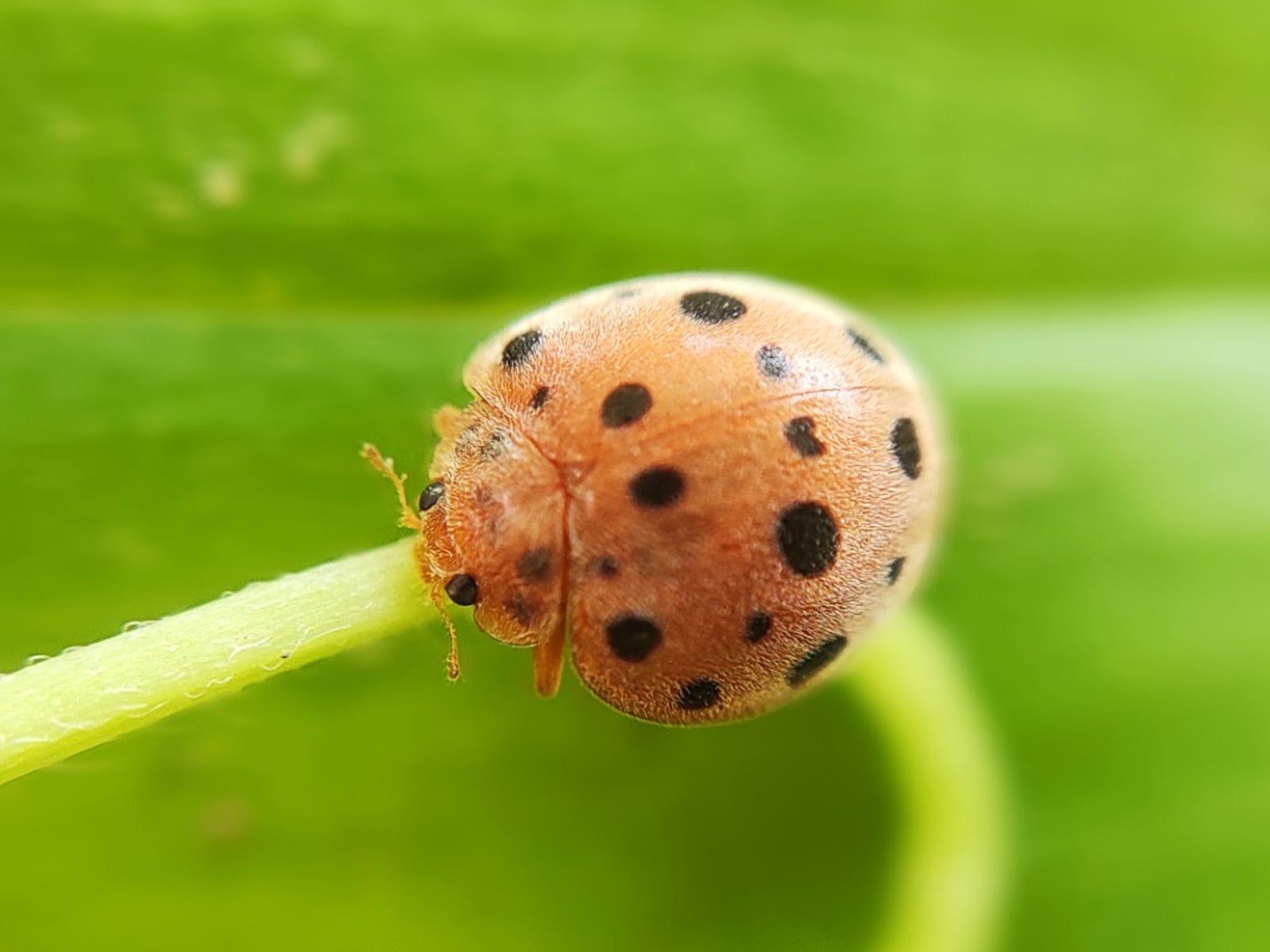 How to Keep Beetles off Plants: Effective Natural Remedies | (2026)