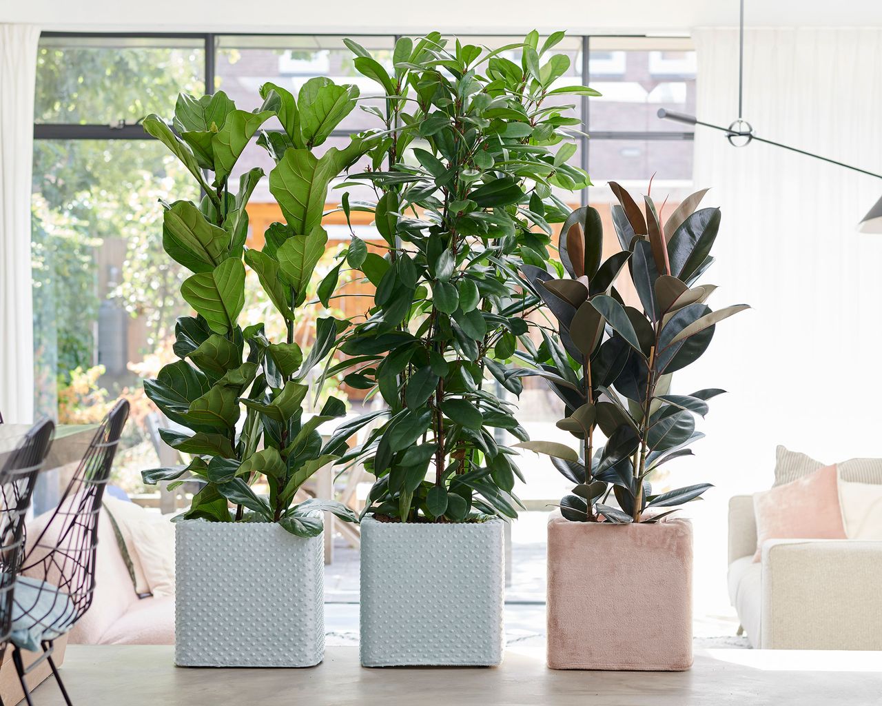 Best indoor trees: 9 leafy options for a greener home | Gardeningetc